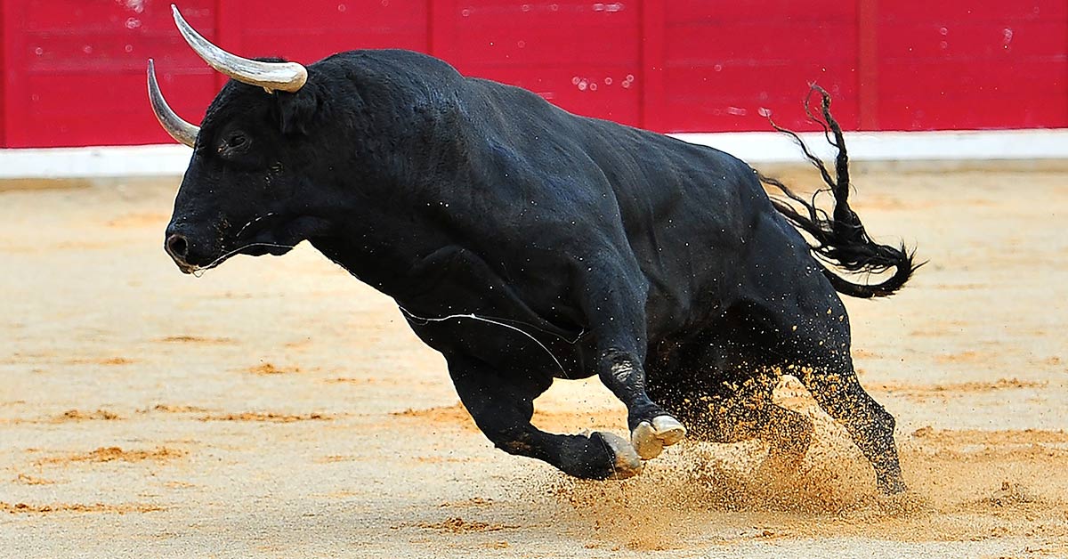 Review of the week: The unconquerable bull | Rathbones